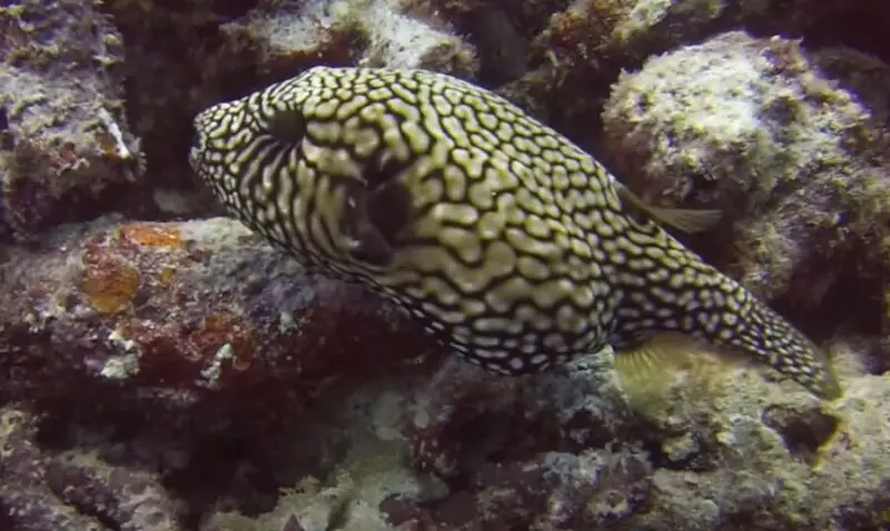 Can Puffer Fish Change Color? {Is This Normal?}