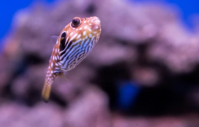 Why Does My Puffer Fish Swim Up and Down? {Is It Sick?}