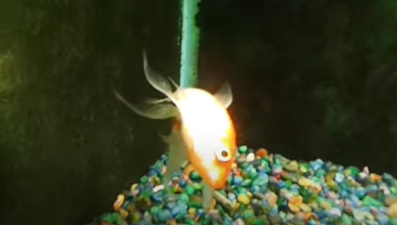 Why Are My Glofish Dying? {How Do I Prevent It?}