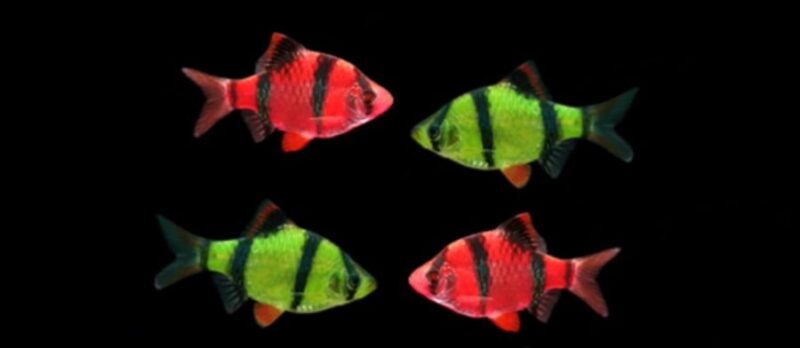 Are Glofish Tetras Aggressive? {Do They Kill Other Fish?}