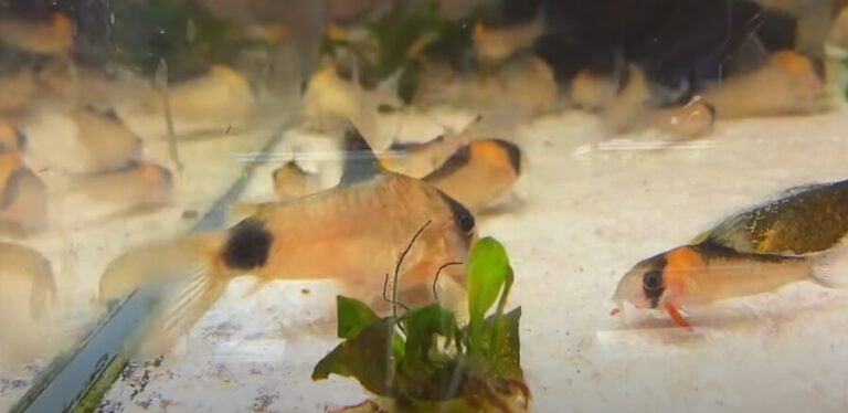 Can You Mix Different Types Of Cory Catfish? {How Many In A Tank?}