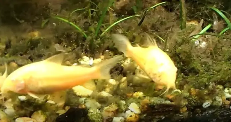 Why Is My Cory Catfish Turning White? {Can I Help Change It Back?}