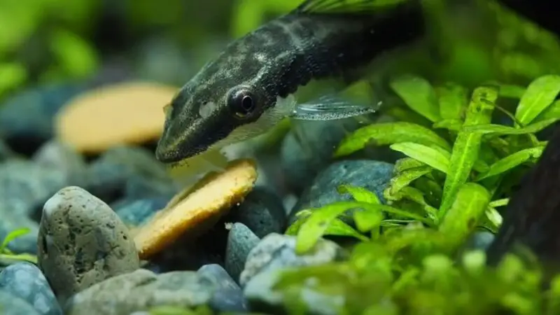 How Often And What To Feed Otocinclus {A Complete Feeding Guide}