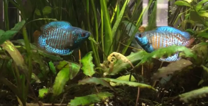 Are Dwarf Gouramis Aggressive? {The Top 6 Ways To Stop It}