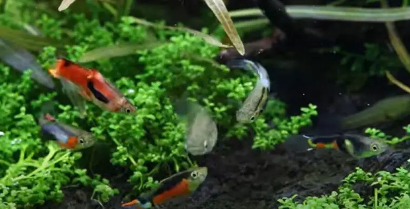 Do Endler's Livebearers School? {Or Do They Shoal?}