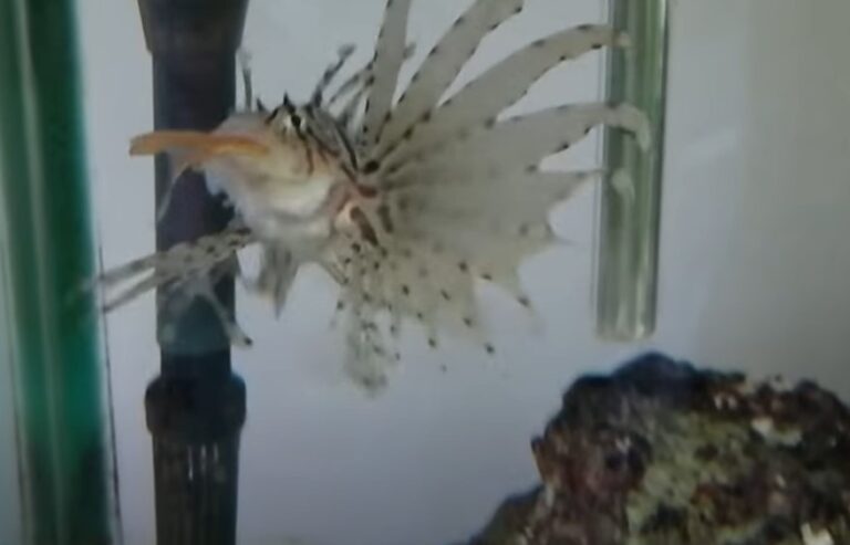 What Do Lionfish Eat? {The Ultimate Lionfish Food List}