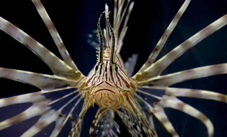 What Do Lionfish Eat? {The Ultimate Lionfish Food List}