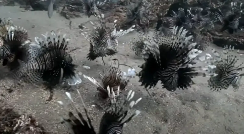 How Many Lionfish Can Be In One Tank? {4 Major Factors}