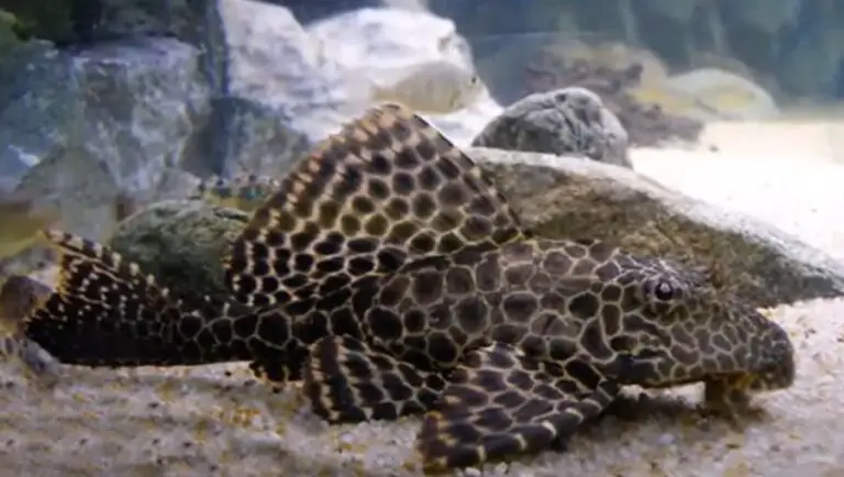 Why Do Plecostomus Change Color? {The Top 5 Reasons Why This Happens}