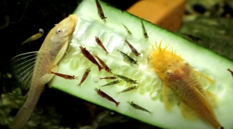 How Many Algae Wafers Should I Feed My Pleco? {+How Often?}