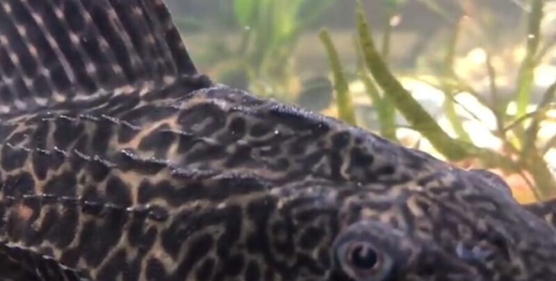 Can Plecostomus Get Ich? {How To Cure Ich Fast!}