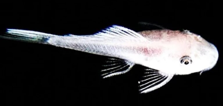 Why Is My Plecostomus Turning White? {6 Ways To Help}