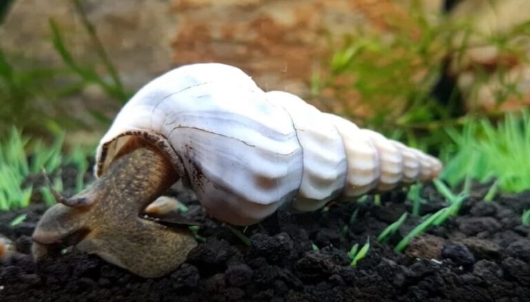 Why Do Snails Shells Turn White? {Top 8 Reasons Why Explained}