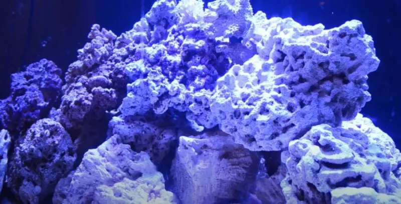 How to Get Rid of Sponges in a Reef Tank? {6 Ways To Defeat Sponges}