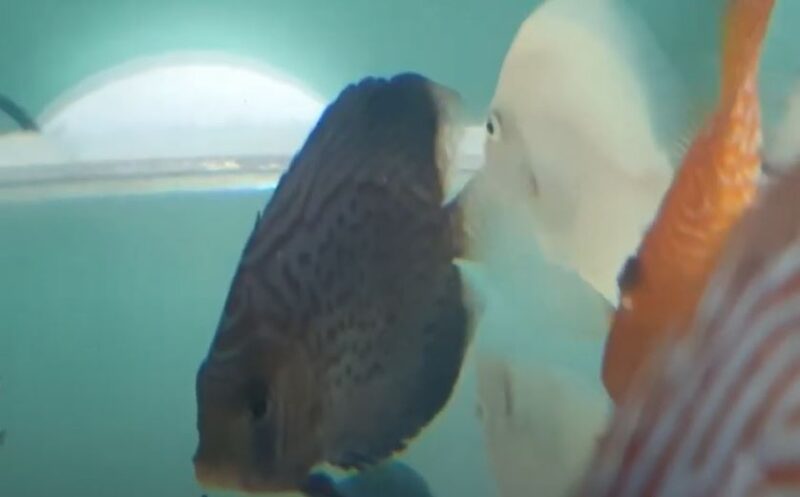 Why Do Discus Fish Turn Black? {Symptoms & Treatment Explained}