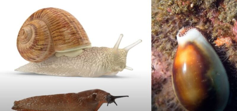 Can a Snail Live Without Its Shell? {Can They Regrow It?}