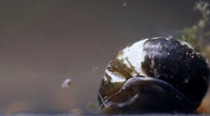 How Long Do Snails Sleep? {Can They Really Sleep For 3 Years?}