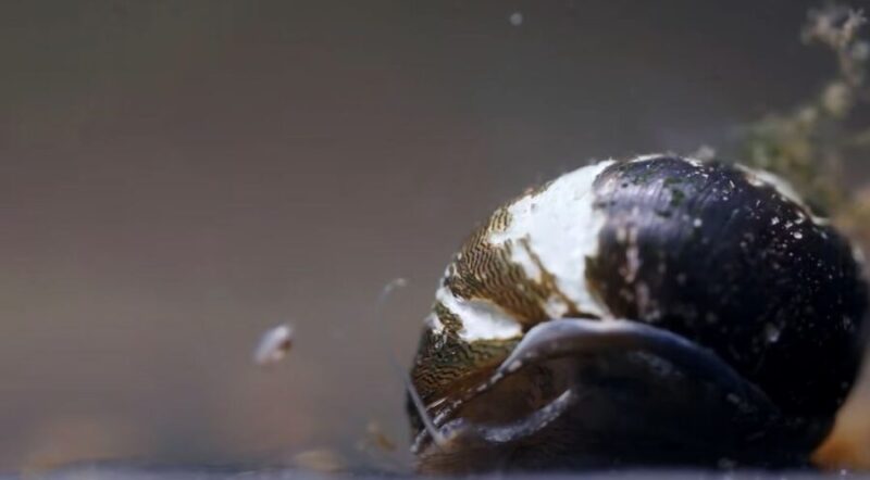 How Long Do Snails Sleep? {Can They Really Sleep For 3 Years?}