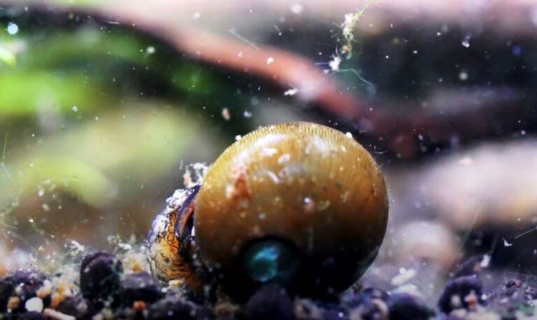 How Long Do Snails Sleep? {Can They Really Sleep For 3 Years?}