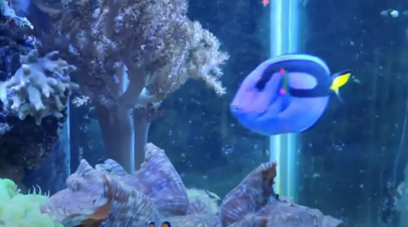 Blue Tang Behavior {Can I Keep Them With Other Tangs?}