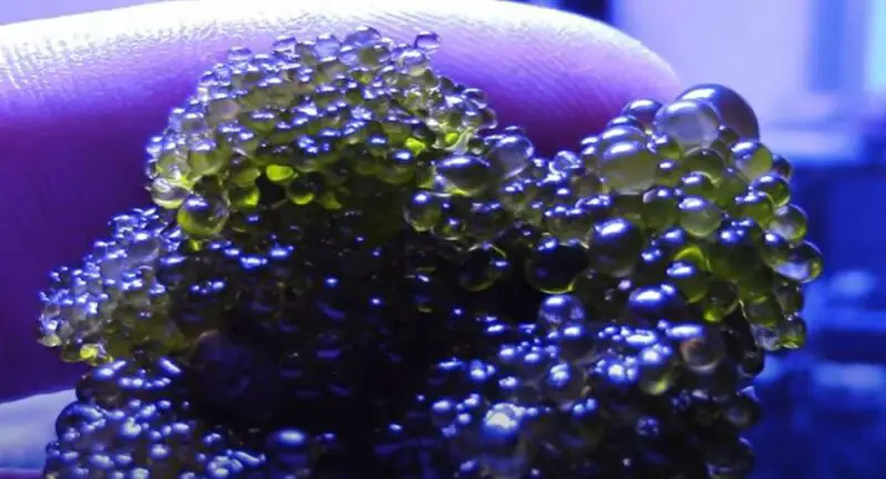 What Causes Bubble Algae? {How To Get Rid Of Bubble Algae}