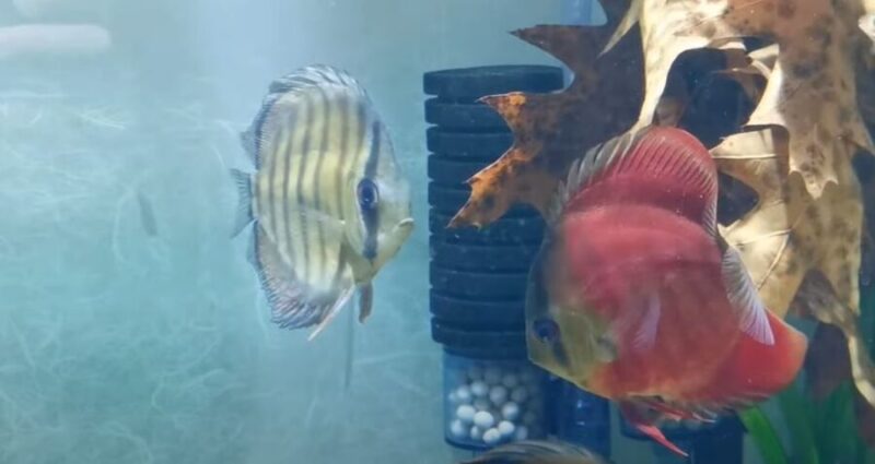 Why Is My Discus Losing Color? {How To Enhance The Color of Discus Fish}