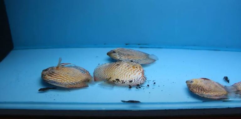 Why Are My Discus Dying? {Common Symptoms and Helpful Tips}