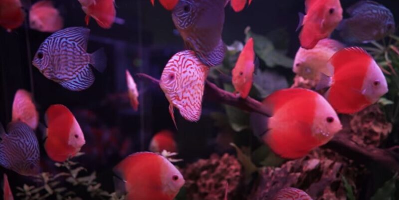 Do Discus Need Wave Maker? {Do Discus Fish Like Currents?}