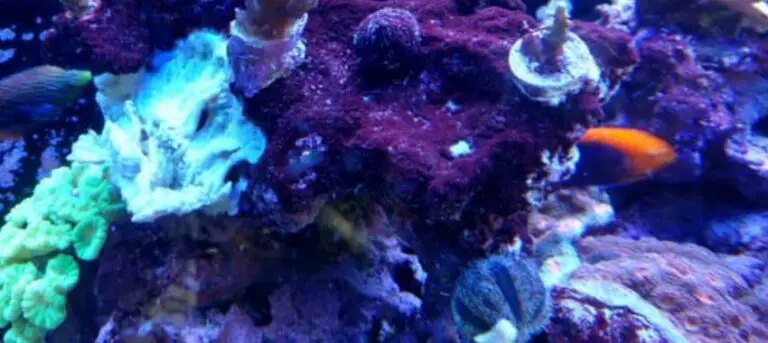 How to Get Rid of Red Turf Algae {Who Is The Best Red Turf Algae Eater?}