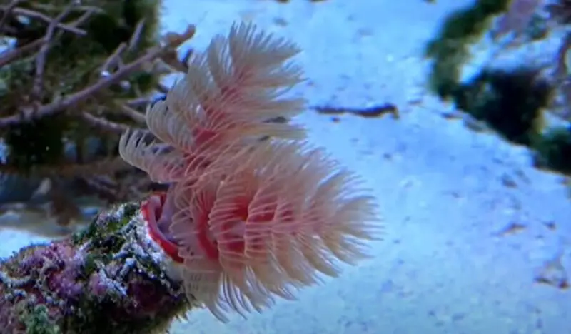 How to Get Rid of Tube Worms in Reef Tank {Top 4 Ways Explained}