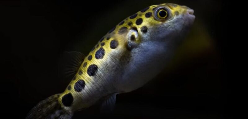 How Do You Treat a Sick Green Spotted Puffer Fish? {4 Important Remedies )