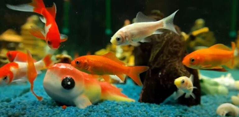 Why Do Goldfish Die So Fast? {8 Most Common Reasons}