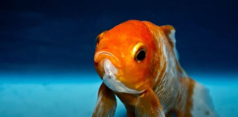 Why Do Goldfish Die So Fast? {8 Most Common Reasons}