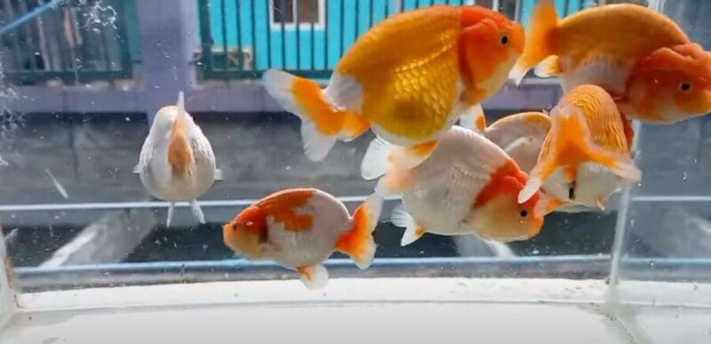 Do Goldfish Have Bones? {Everything You Need To Know}