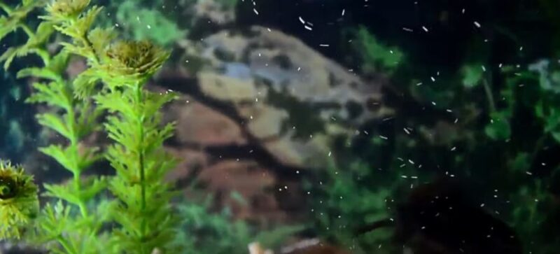 How Do Goldfish Poop? {5 Tips For A Cleaner Goldfish Tank}