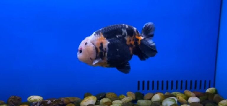 How Expensive Are Goldfish? {A Complete Comparison & Budget}