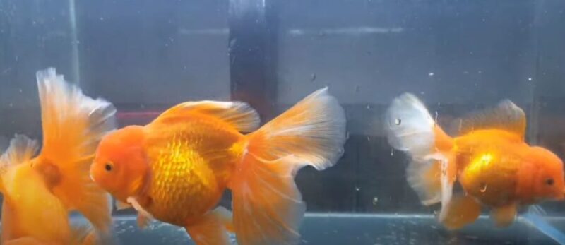 How Expensive Are Goldfish? {A Complete Comparison & Budget}