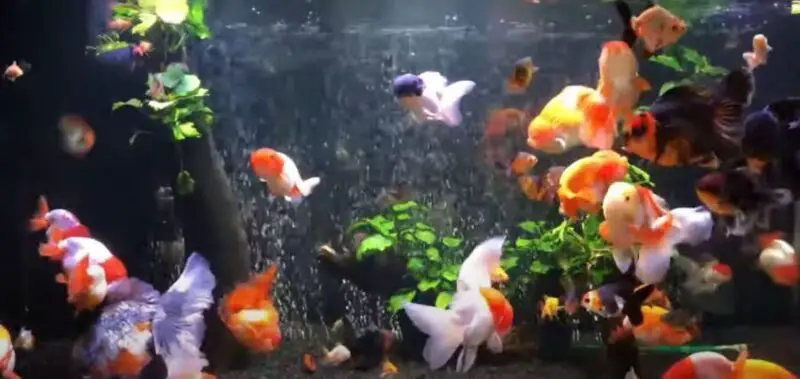 How Do Goldfish Communicate? {Top 5 Ways Explained}