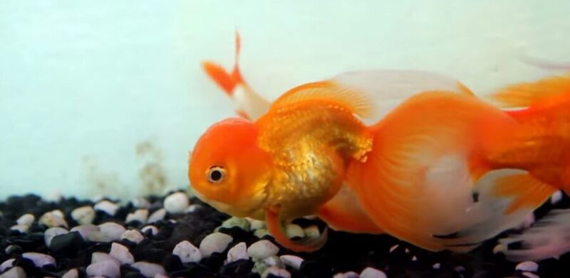 Do Goldfish Have Bones? {Everything You Need To Know}