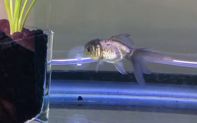Why Do Goldfish Change Color? 8 Most Common Reasons Here